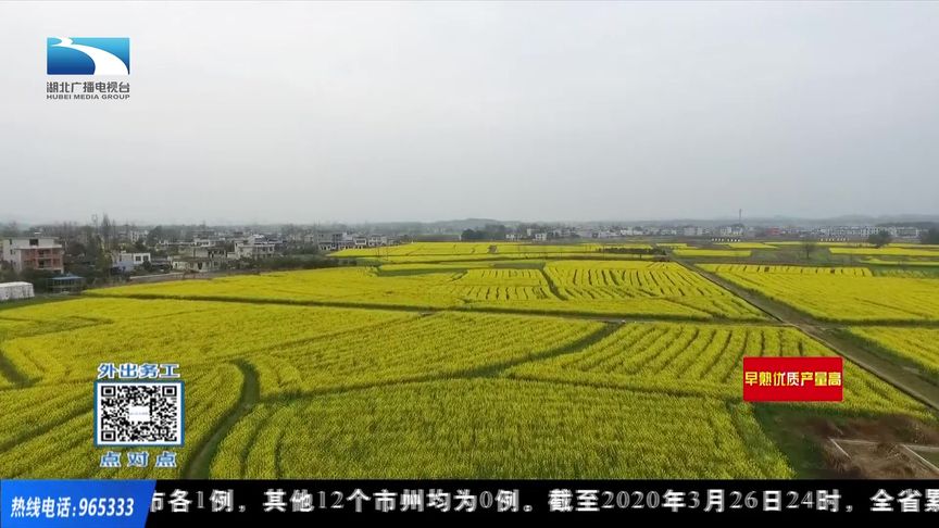 全省组织4.7万台农机具 “阻击”油菜病虫害