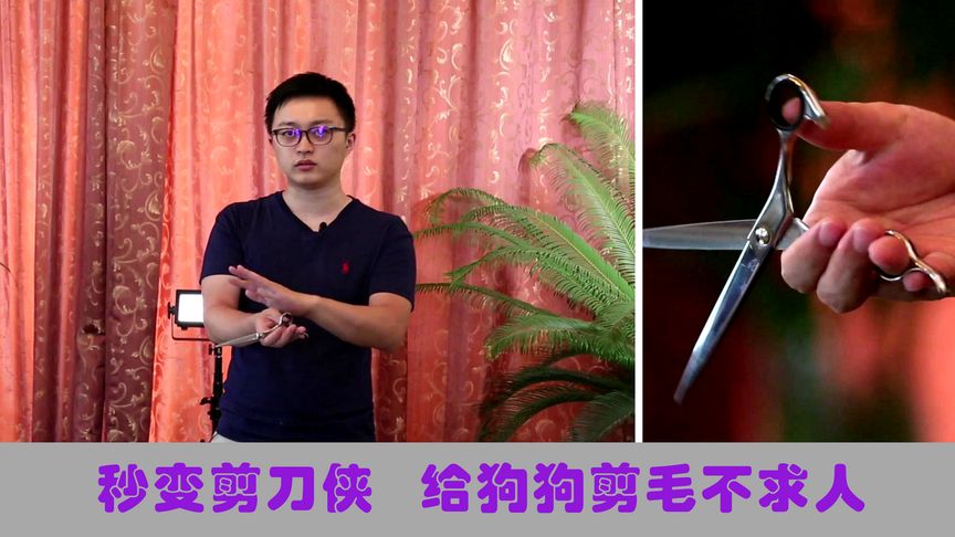 使用剪刀的方法和诀窍 宠物美容的关键一步