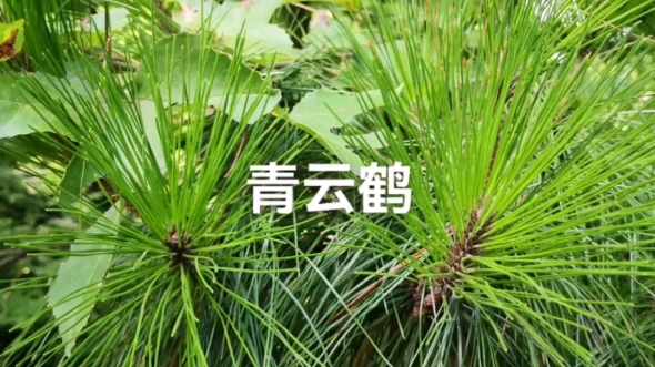 松针能降尿酸吗
