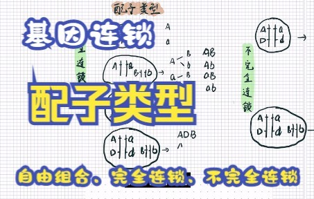 基因连锁 -配子的种类