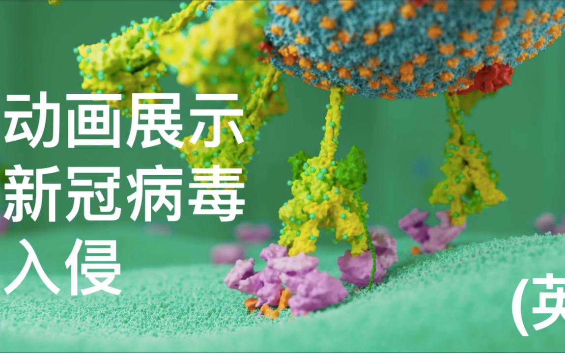 新冠病毒感染过程动画解析, the-lifecycle-of-sars-cov-2