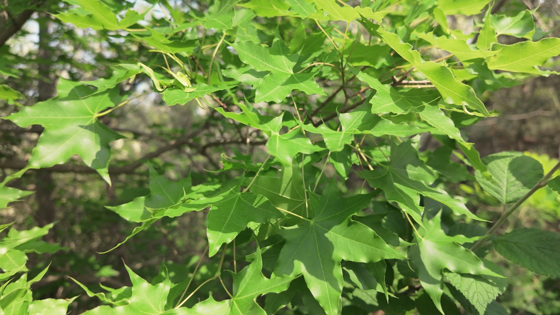 大疆Pocket3拍摄,4K60P,D-log m模式,手动曝光,快门120,iso50,可调...