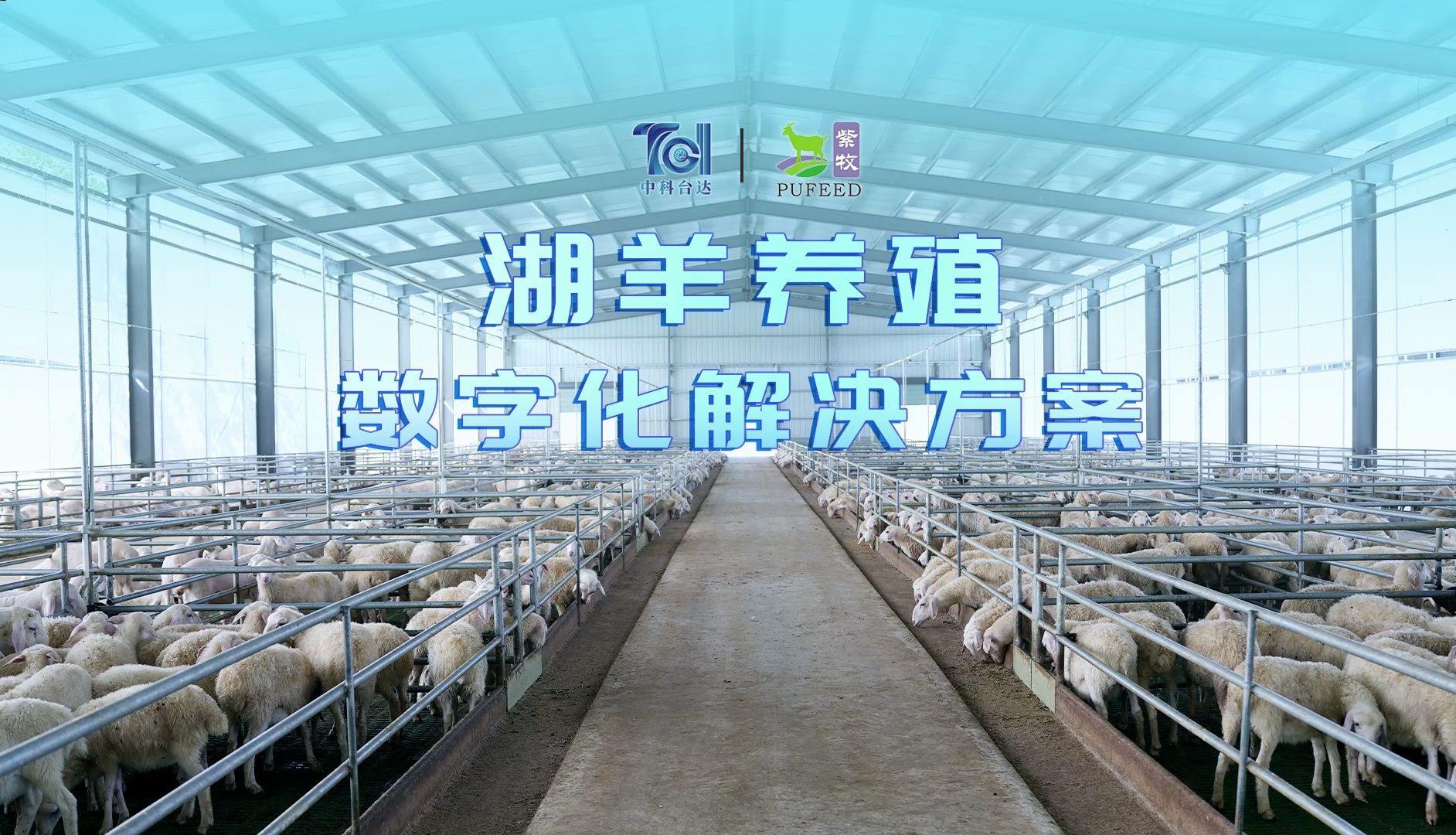 数字赋能湖羊养殖,中科台达助力传统湖羊养殖行业向数字化、智能化...