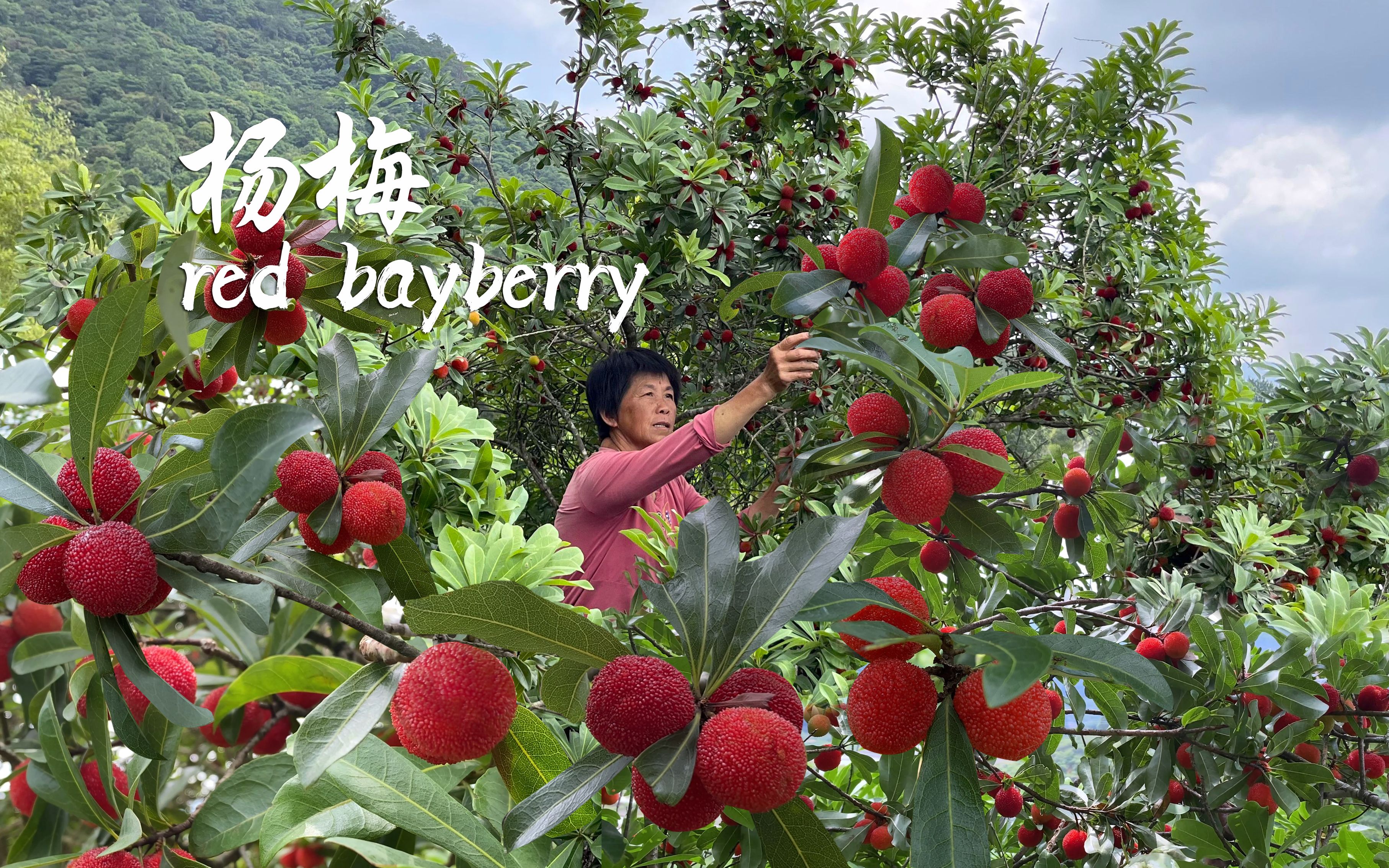 满树杨梅又红又大又甜,做成杨梅糖和杨梅妃子饮,酸甜的果饮蜜饯