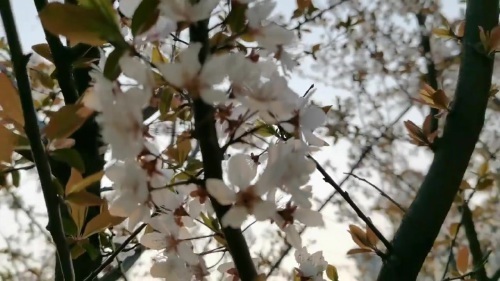 花儿朵朵开放了,吉祥跟随幸福到!花好人好!