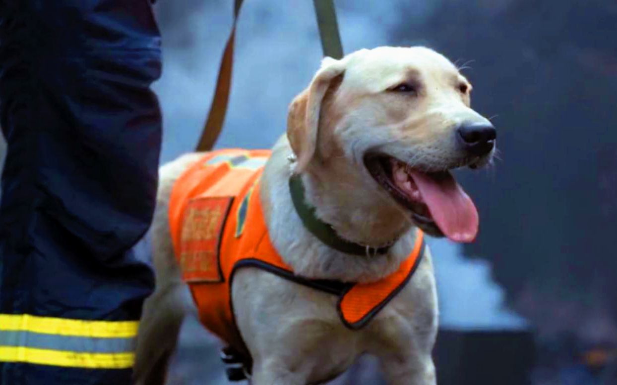 英雄搜救犬走失后有多惨,用尽生命寻找主人,真实故事改编