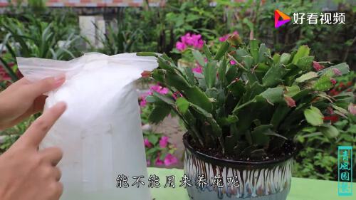 尿素养花需谨慎,方法使用正确效果好,用错了是"毒药"