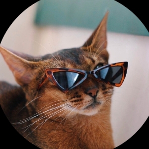 SpaceRose阿比西尼亚猫舍 