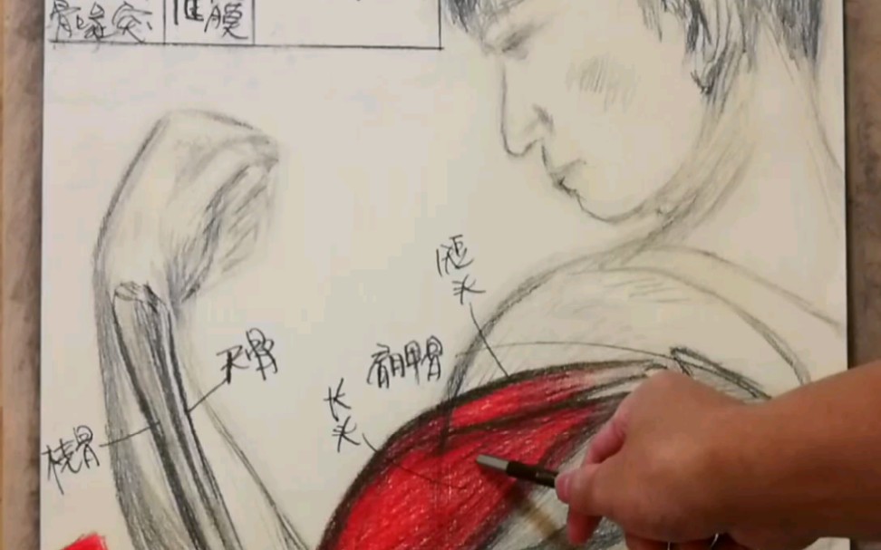 【肱二头肌】起止点及功能