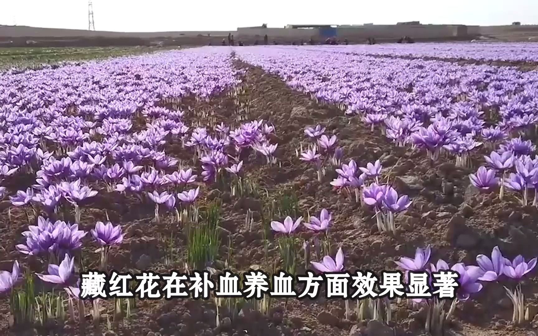 藏红花有哪些作用和功效,女性常用藏红花泡水的作用