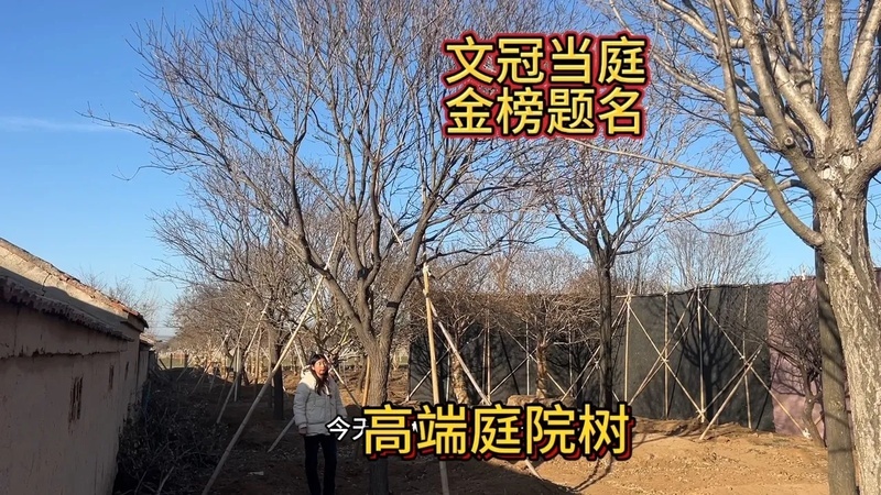 大哥从农户里淘了一对文冠树,也叫状元树古代只有达官贵人才能栽