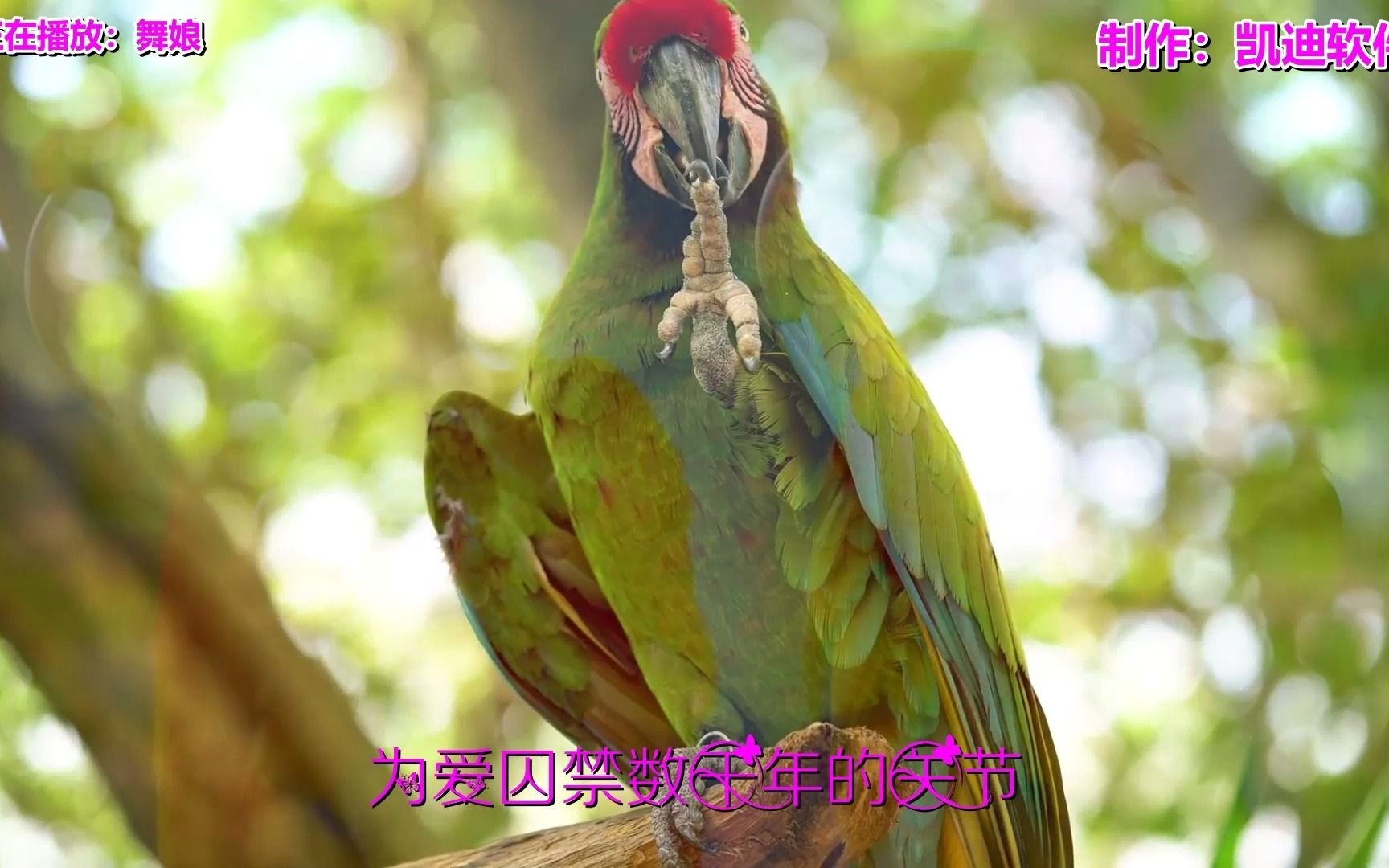 《舞娘》欣赏,添加mv歌词字幕的软件是什么