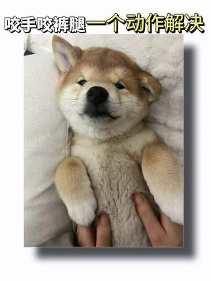 鼻子是狗狗最敏感的地方,记得轻点#创作灵感 #养狗经验分享 #科学养宠攻略 #如何训练小狗 #新手养狗