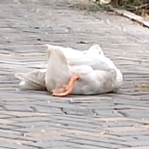 葱味馅儿 