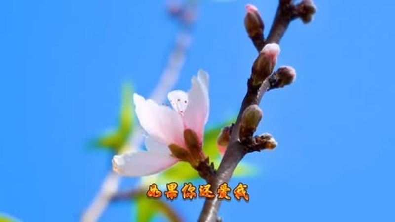 凤凰传奇一曲经典老歌《全是爱》