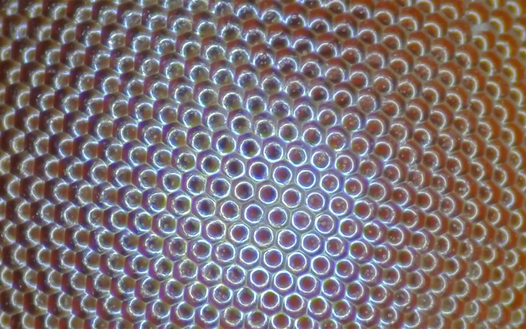 用“显微镜”把“蜻蜓”放大100倍,密集恐惧症慎入!