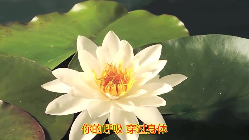 一首很好听的歌曲我想我不会爱你,伤感情歌听的太沉醉