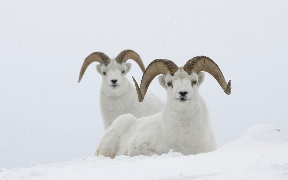 模拟山羊3 通缉:吹哨人任务 抓捕地点 (跳转看简介)_单机主机类游戏...