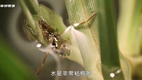 这些小家伙简直是早期科学的观察家!动物世界里的搞笑生存指南,你get...
