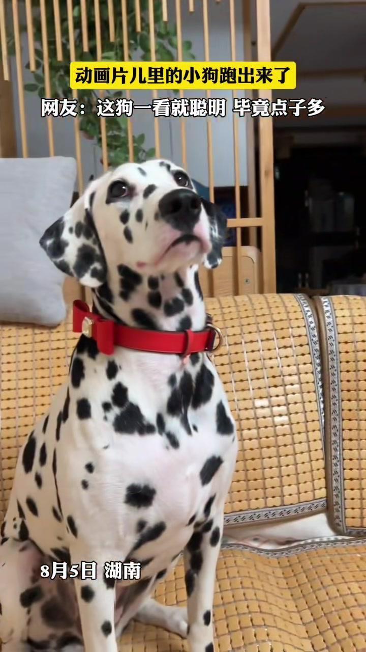 动画片儿里的小狗跑出来了!网友:这狗一看就聪明,毕竟点子多!(来源:有点子的小willie)
