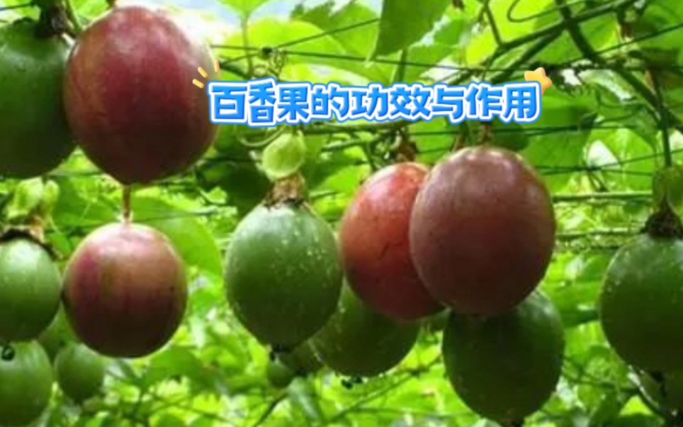 百香果的功效与作用