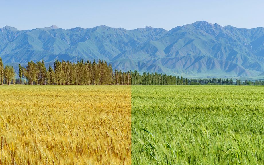 PS摄影后期/超实用的后期调色方法,让绿叶快速变黄的小技巧