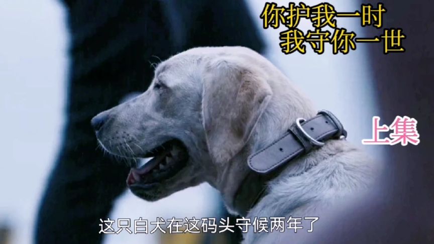 5.12地震的无名英雄搜救犬历经艰辛寻找主人的感人故事。