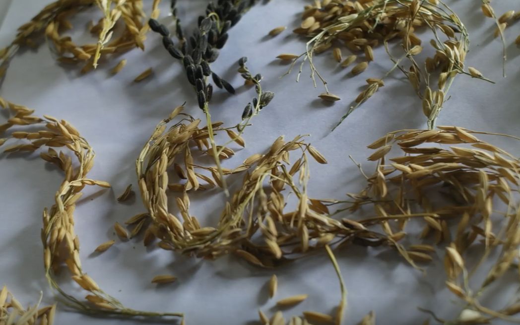 中国近代水稻发展简史,到底谁养活了中国人?