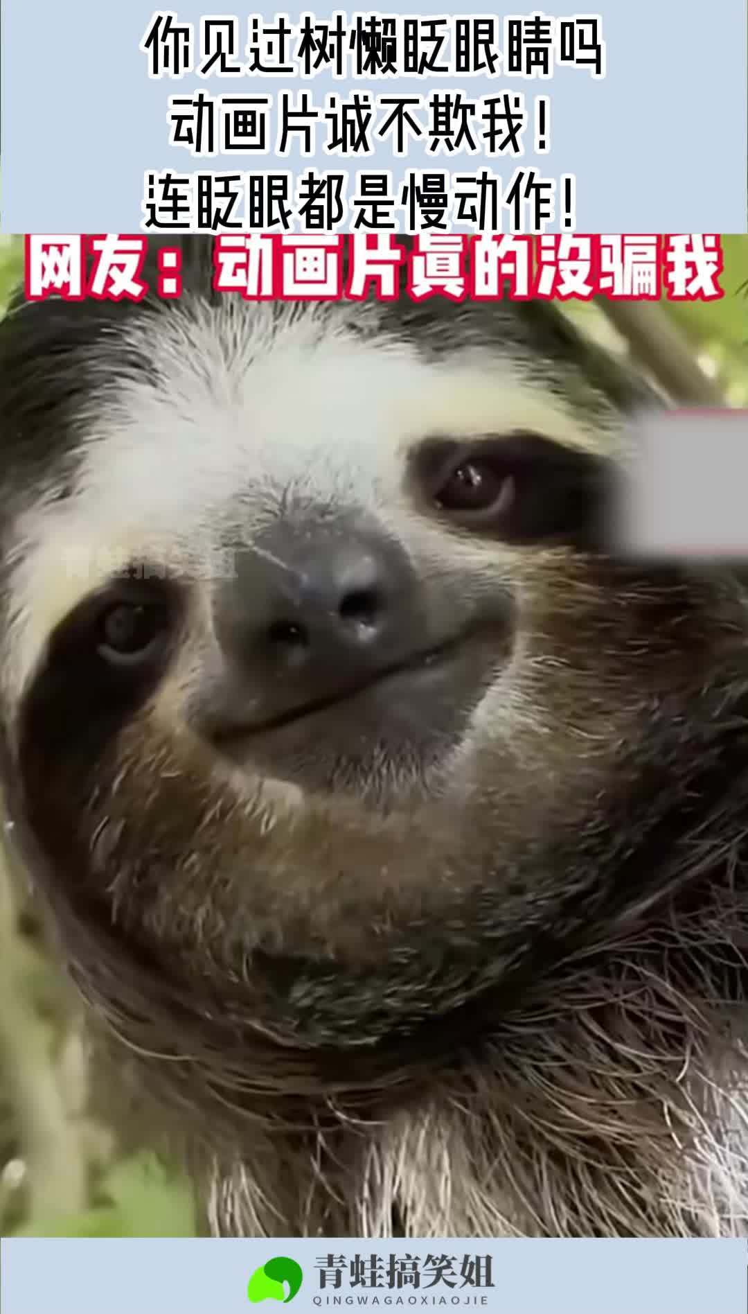 你见过树懒眨眼睛吗,动画片诚不欺我!连眨眼都是慢动作!