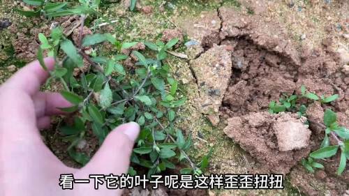 别再当杂草!农村遍地"痔疮草",竟是隐藏的痔疮克星与保健珍宝