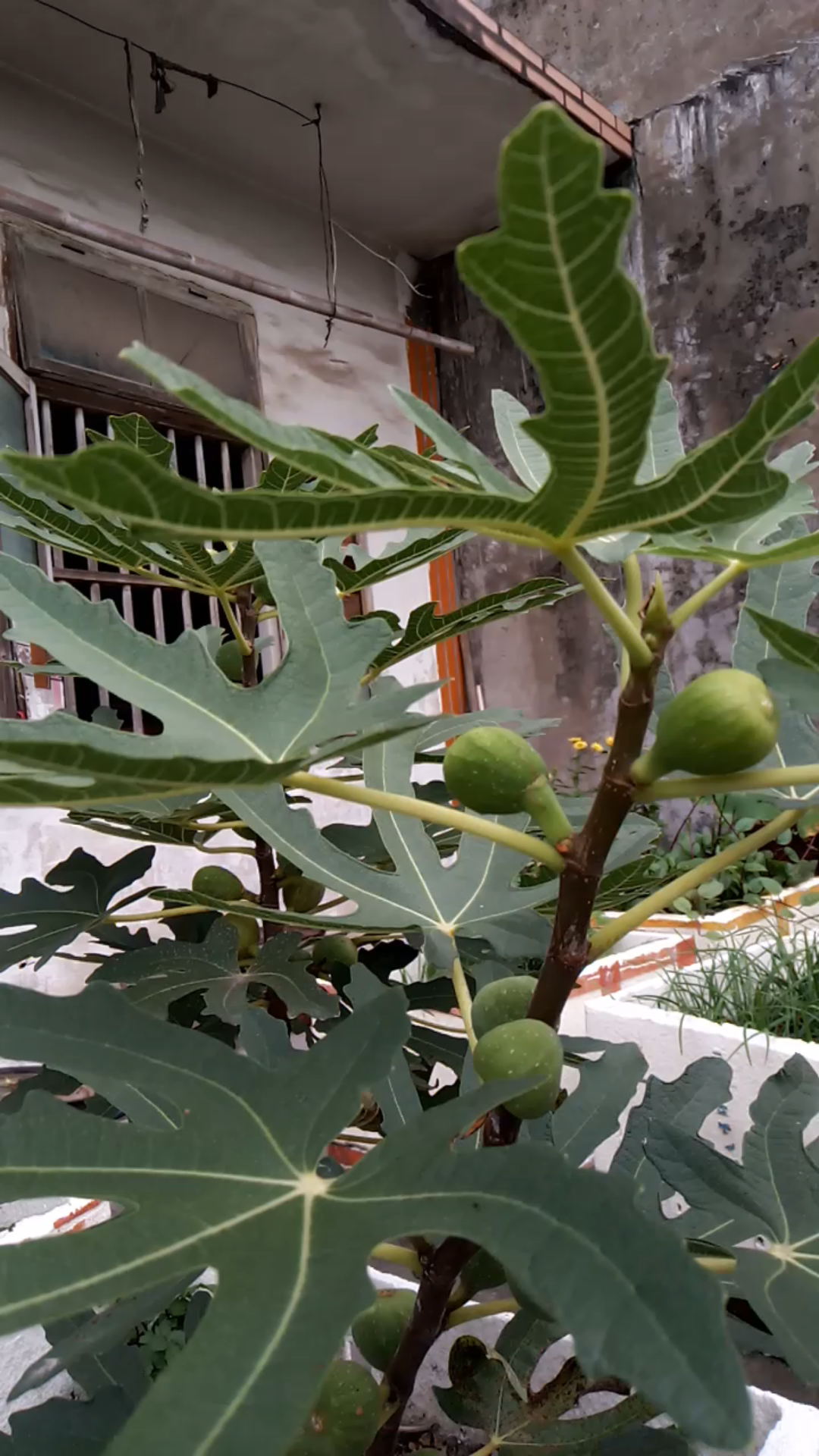 无花果的功效与作用