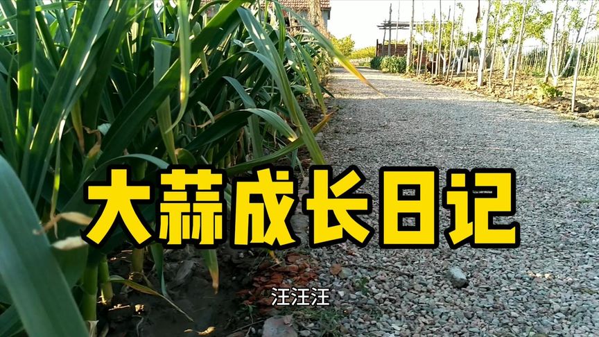 #蔬菜成长日记#菜苗长大,一天一个样,实记农家田园蒜苗成长周期