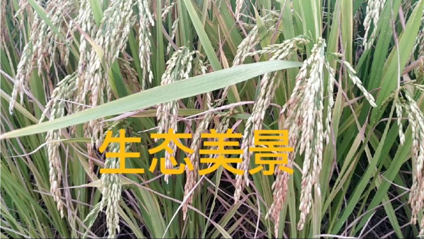 实拍记录生态的美景,一周与一周的生长对比水稻的美。