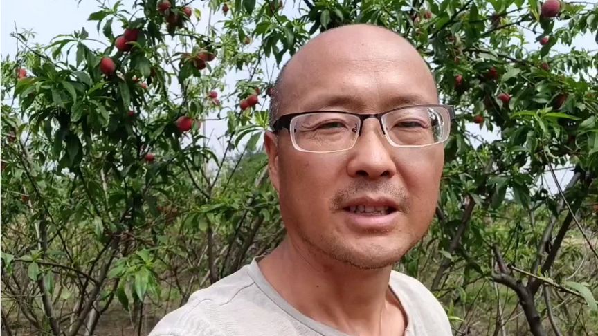 中秋节自家种的桃子免费摘了,好吃你就多摘点。