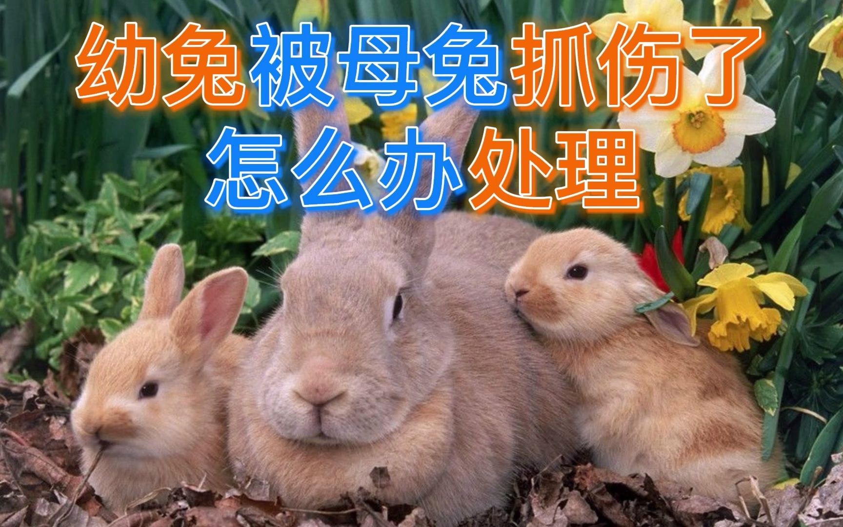 幼兔被母兔抓伤了怎么办处理