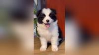 ...狗排名价格边境牧羊犬幼犬多少钱一只纯种边境牧羊犬视频小宠物狗...