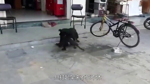 全球最凶恶的狗狗,一旦打架不死不休,多国明令禁止饲养?