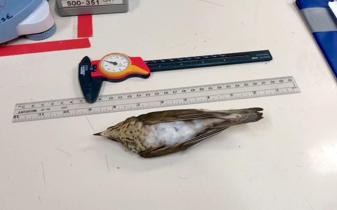 记录今天制作的鸟类标本——隐夜鸫&雪雁