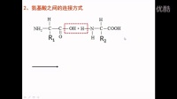 氨基酸形成蛋白质的过程