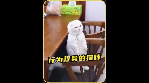 猫咪频频出现怪异行为女主人看见就害怕医生一句话说出真相