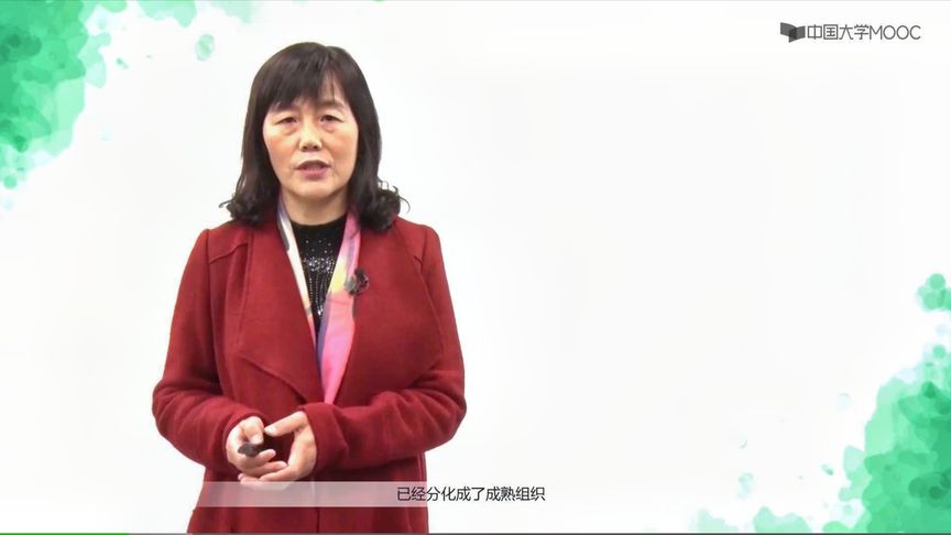 【中国药科大学】药用植物学:25.-双子叶植物茎的初生结构