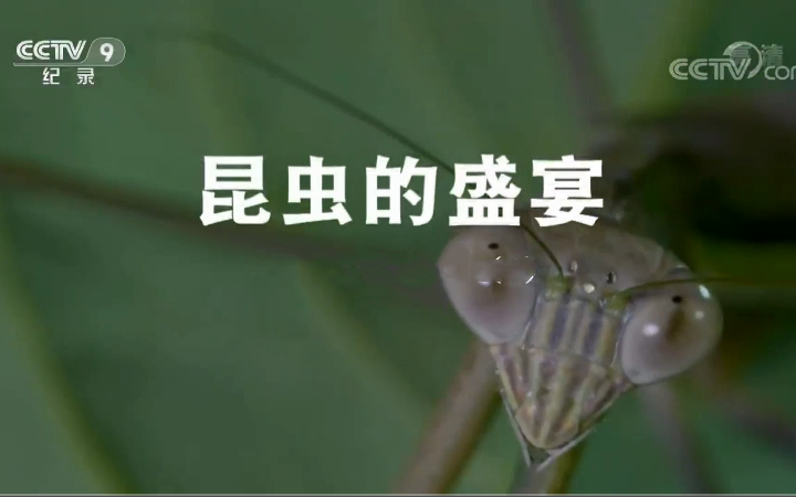 CCTV9 纪录片《昆虫的盛宴》【全8集】