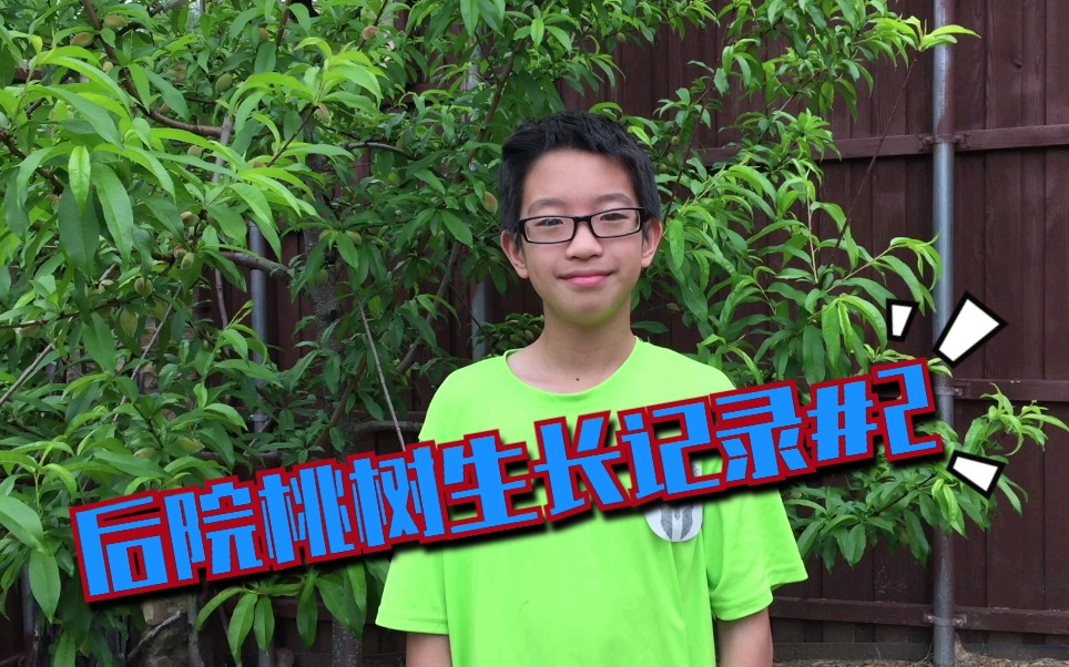 后院桃树生长记录#2