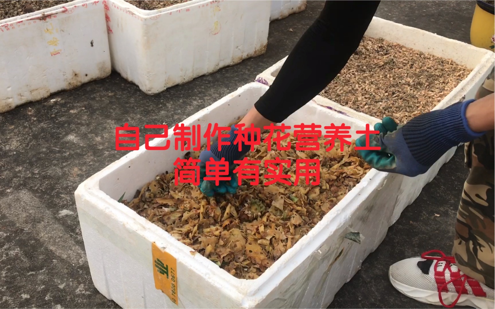 自己制作营养土实用,用泡沫箱装上枯叶,水果皮覆盖上田园土就行