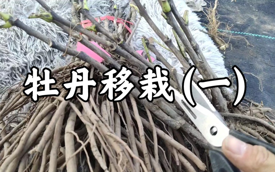 牡丹移栽(一)——收到苗后先修剪