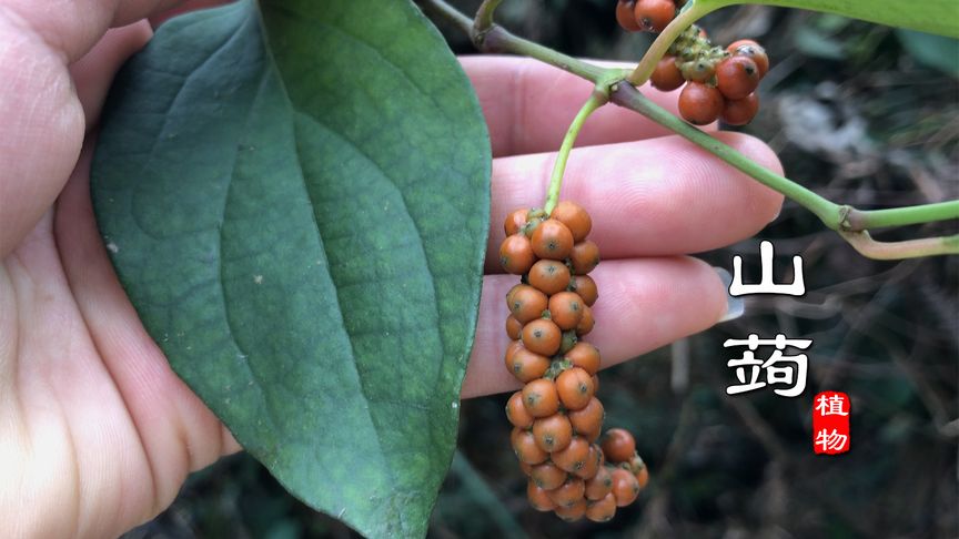 “山蒟”别名钻骨风,老一辈人看见就爱拔!喜欢长在石头上认识吗