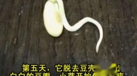 黄豆发芽过程