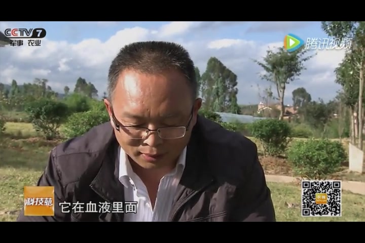 央视记者用三七粉做活血实验