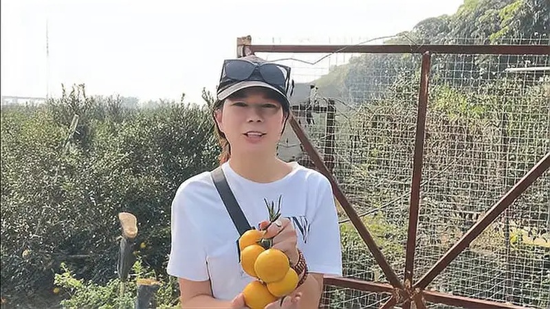 新会今年新果开始开采了,一路既往挑选优质鲜果制作新会陈皮