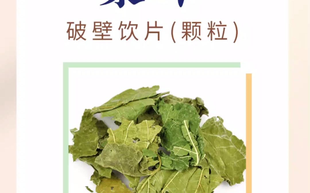 瑞药金方桑叶破壁饮片(颗粒)